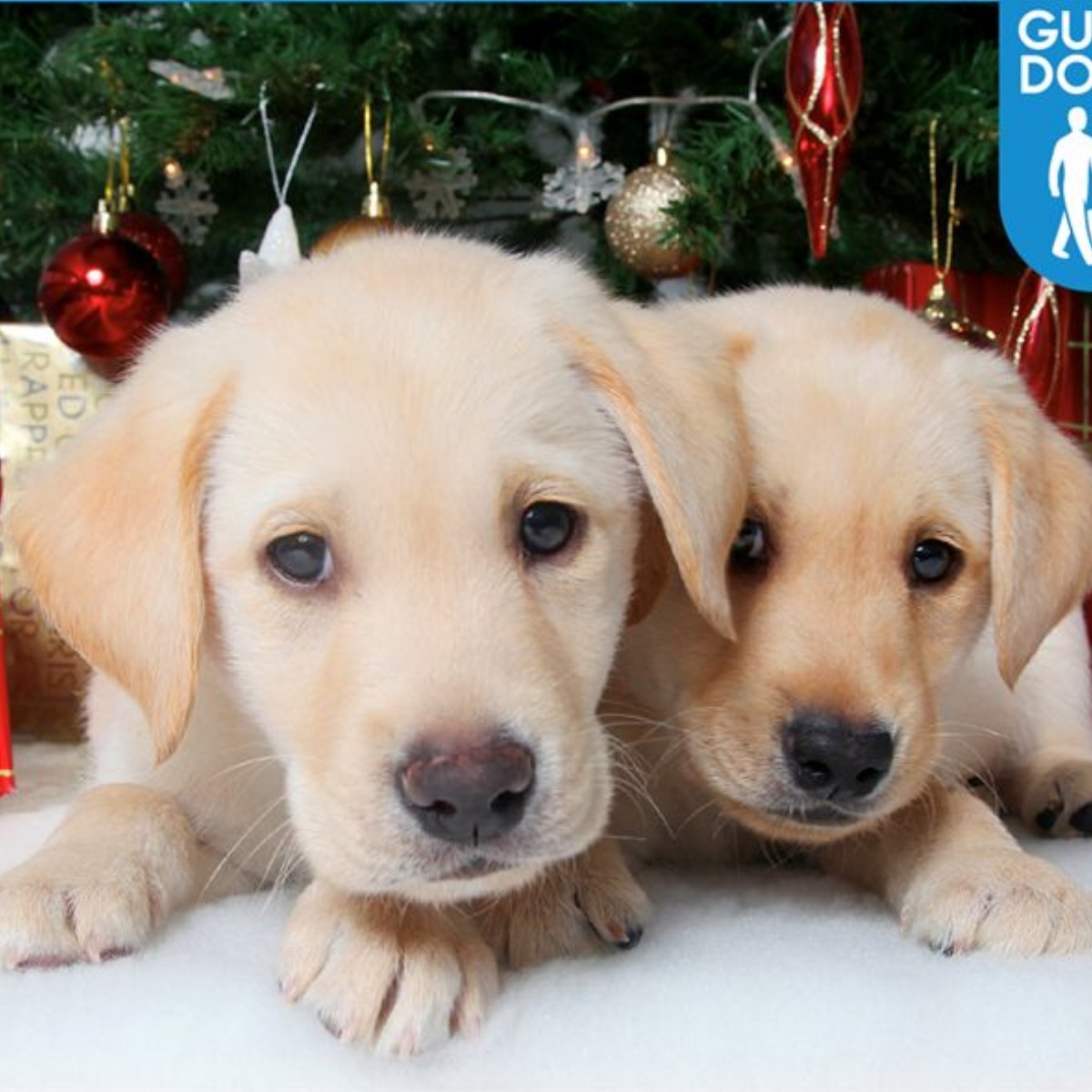 The Marlborough Science Academy - Guide Dogs For the Blind